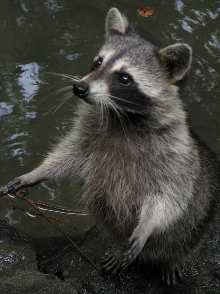 6,000,000+ imágenes de Imagen de pedro mapache libres de derechos ...