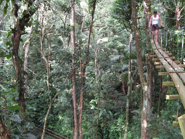 Rainforest canopy tour Stock Photos, Royalty Free Rainforest canopy ...