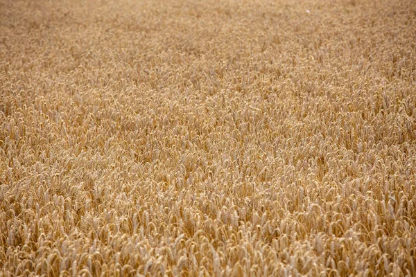 Dead wheat field Stock Photos, Royalty Free Dead wheat field Images ...