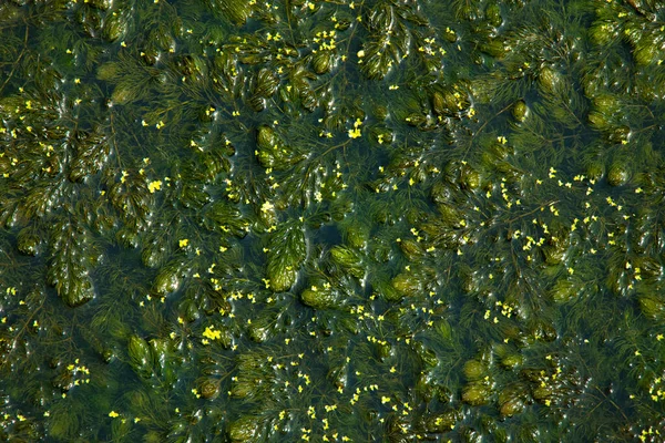 Algae new zealand Stock Photos, Royalty Free Algae new zealand Images ...