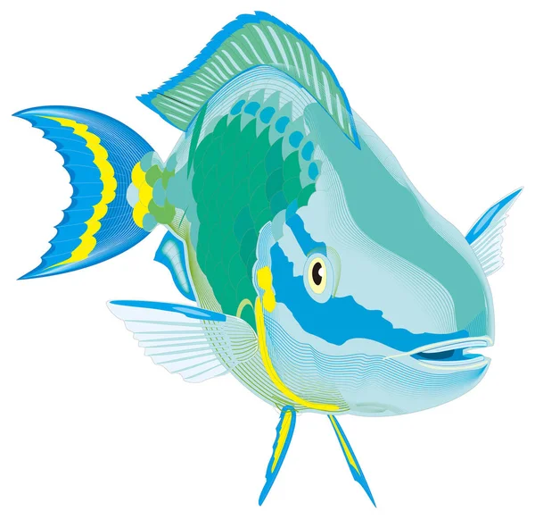 45,437,407 Parrotfish Stock Illustrations | Depositphotos