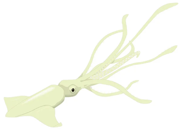 23,470,504 Reef squid Vector Images | Depositphotos