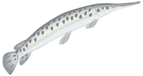 15 Garfish Vector Images - Free & Royalty-free Garfish Vectors ...