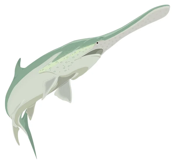 16 Paddlefish Vector Images, Paddlefish Illustrations | Depositphotos