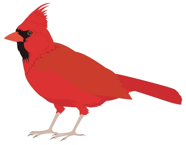 100,000 Cardinal bird Vector Images | Depositphotos
