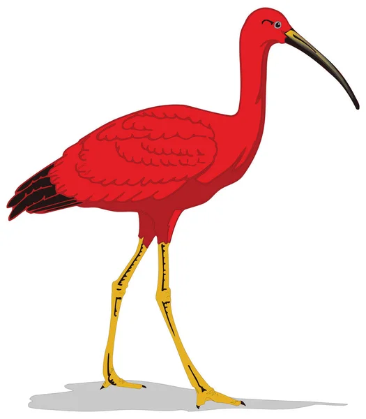 100,000 Scarlet ibis Vector Images | Depositphotos