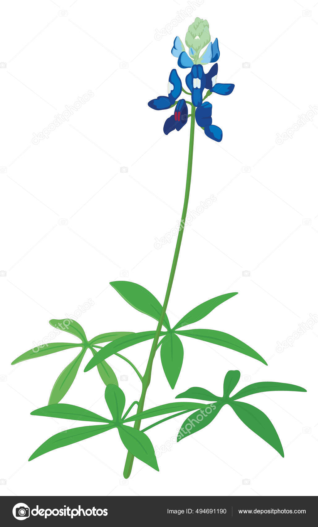 Bluebonnet Illustration