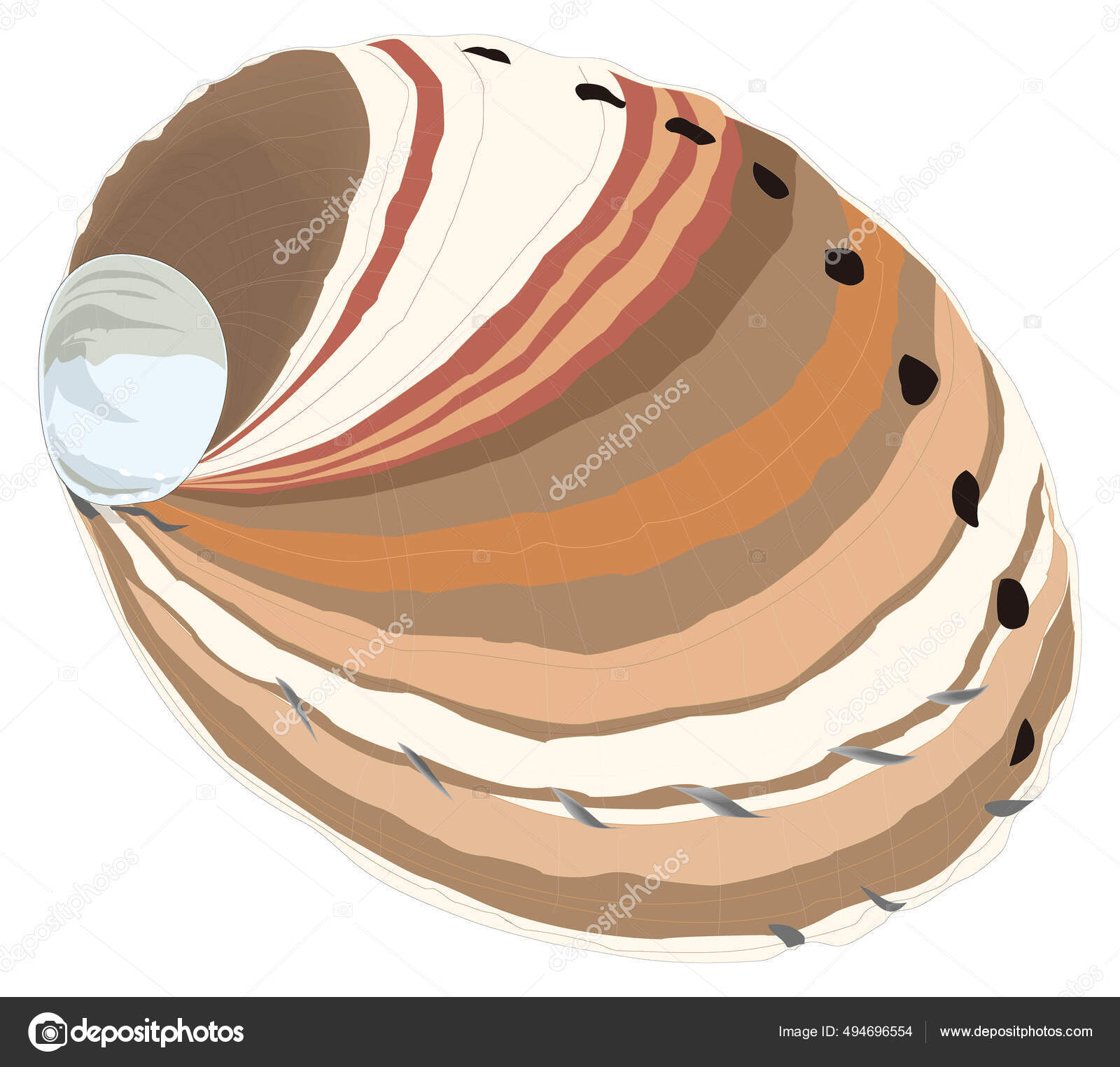 Image vectorielle Red Sea Shell Vector Illustration Transparent ...