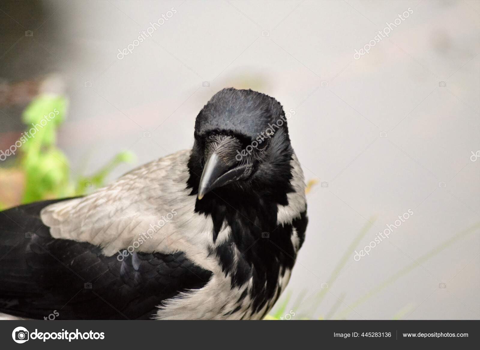 Life Crows — Stock Photo © stephensheridan8003@gmail.com #445283136