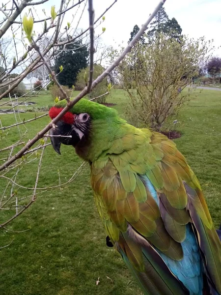 Aves de auckland fotos de stock, imágenes de Aves de auckland sin ...