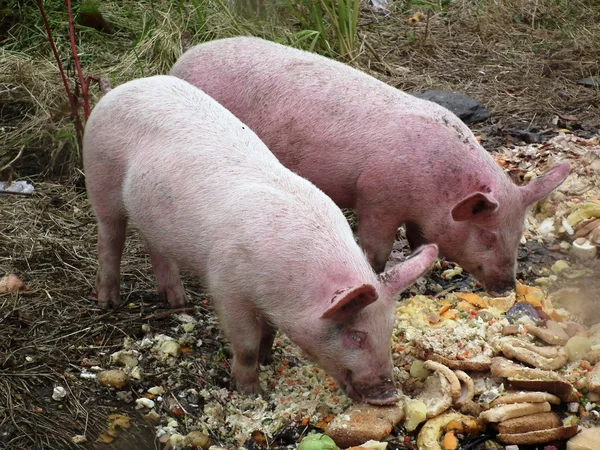 Cerdos comiendo fotos de stock, imágenes de Cerdos comiendo sin ...