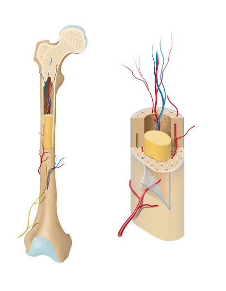 Anatomy Human Heart Stock Illustration by ©aldonagriskeviciene #654116656