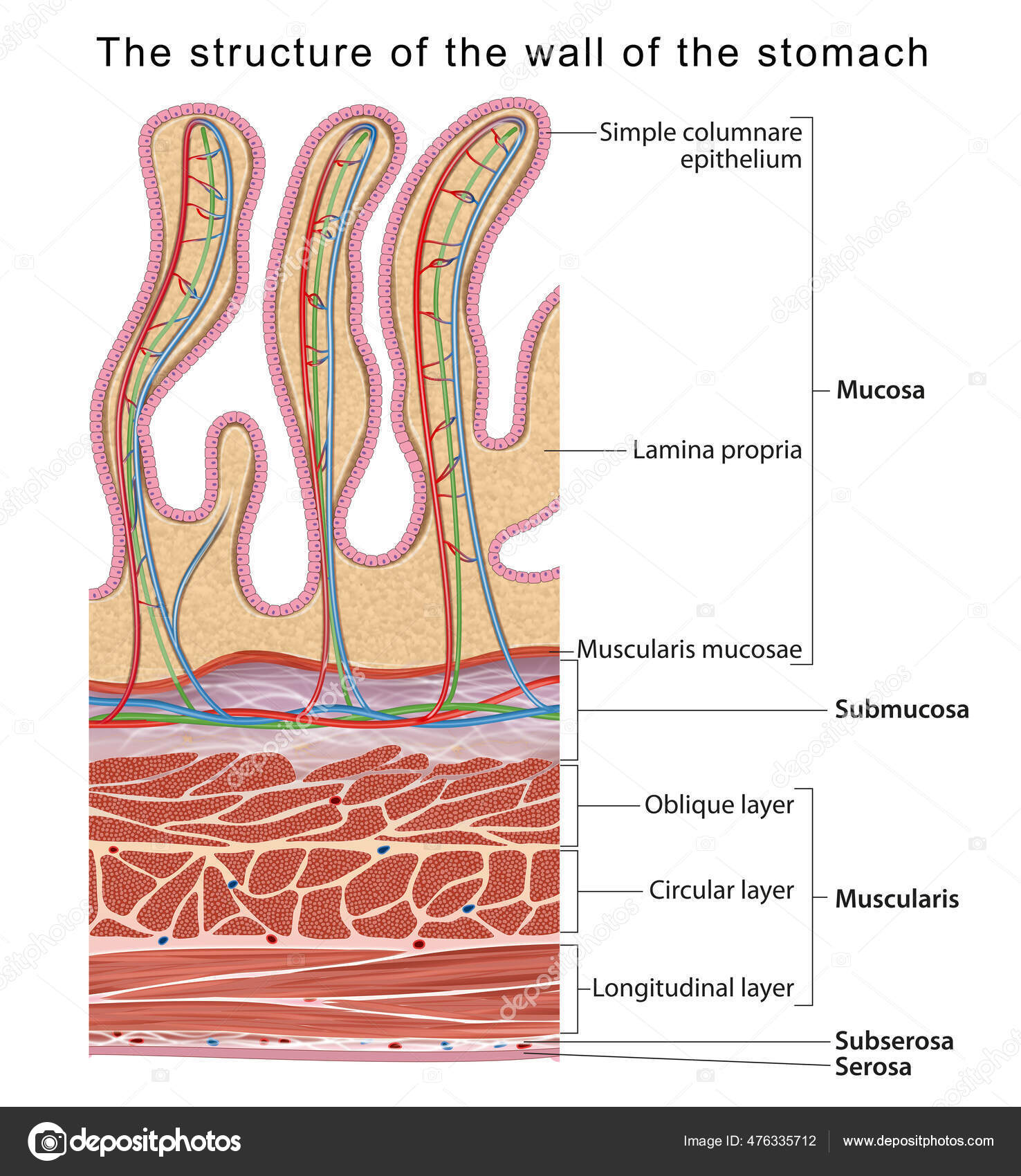 Structure Wall Stomach — Stock Photo © aldonagriskeviciene #476335712