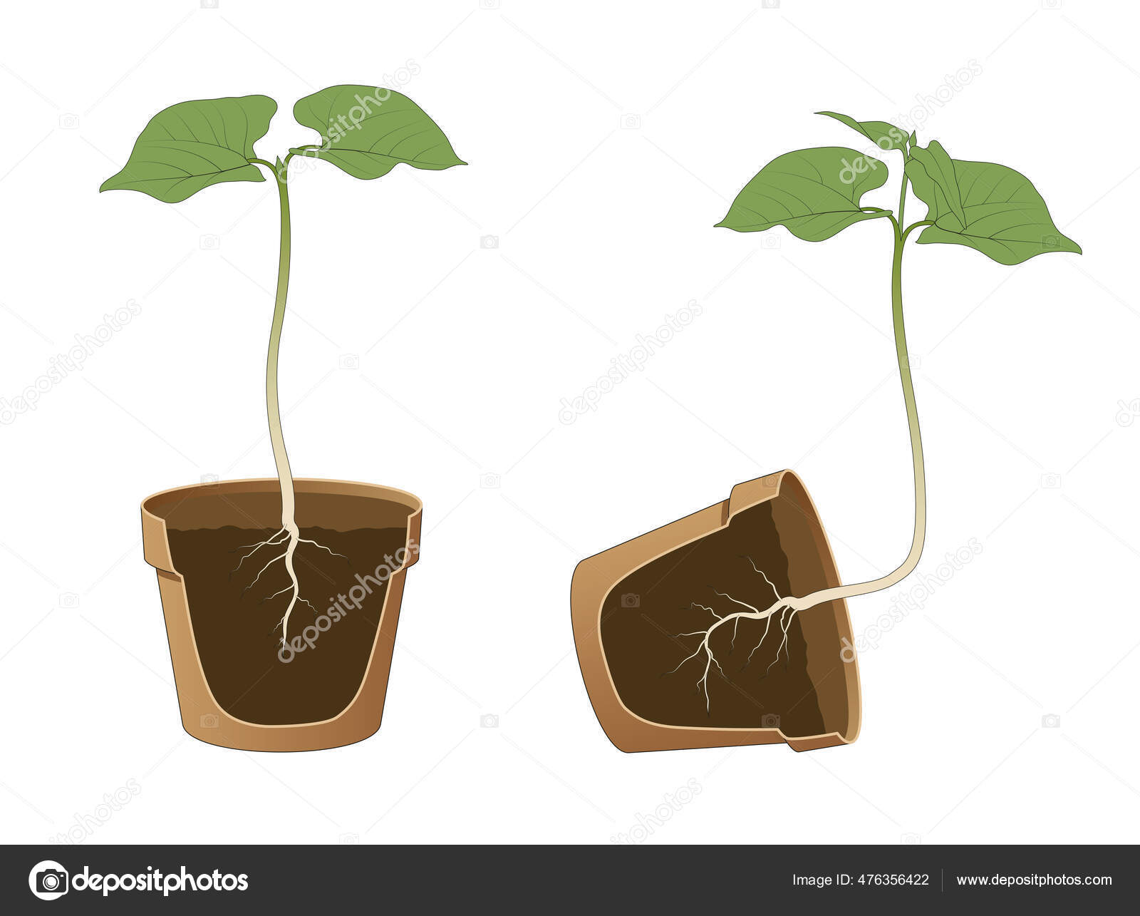 Positive Negative Geotropism Gravitropism Gravity Stock Illustration by ...