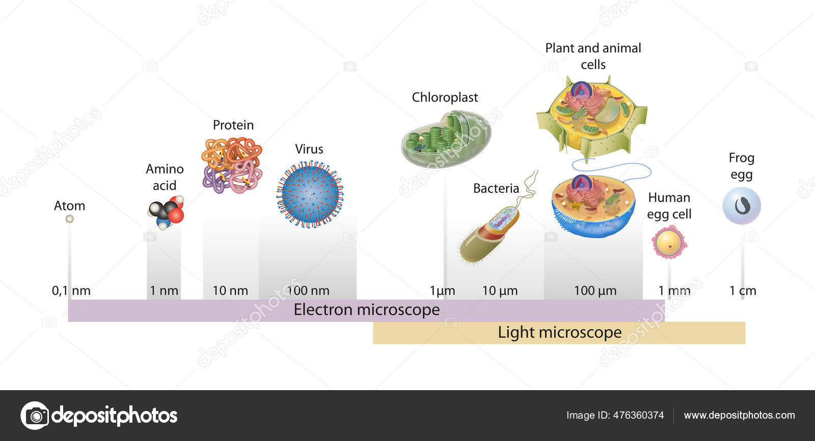 Sizes Cells Drawn Logarithmic Scale Indicating Range Readily Resolvable ...