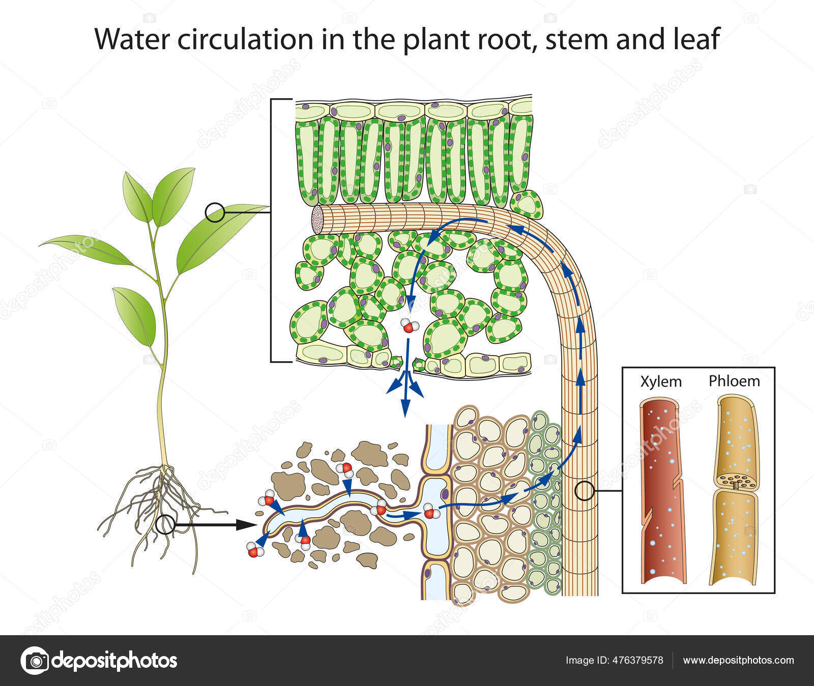 Water Circulation Plant Root Stem Leaf Stock Photo by ...