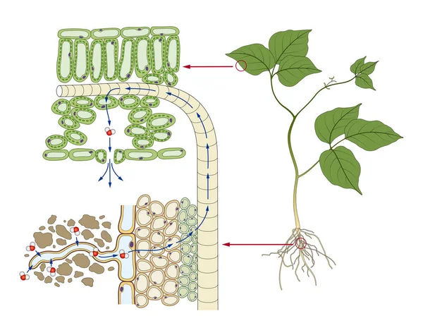Mesofyl Cel Delen Van Een Groen Blad Epidermis Mesofyl Aderen