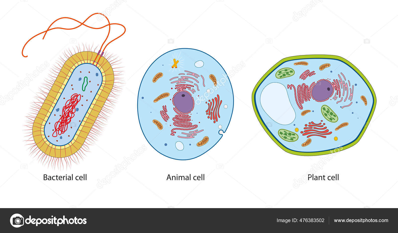 Mitose Plantecelle Vs Dyrecelle Mikroskopi Af Celler