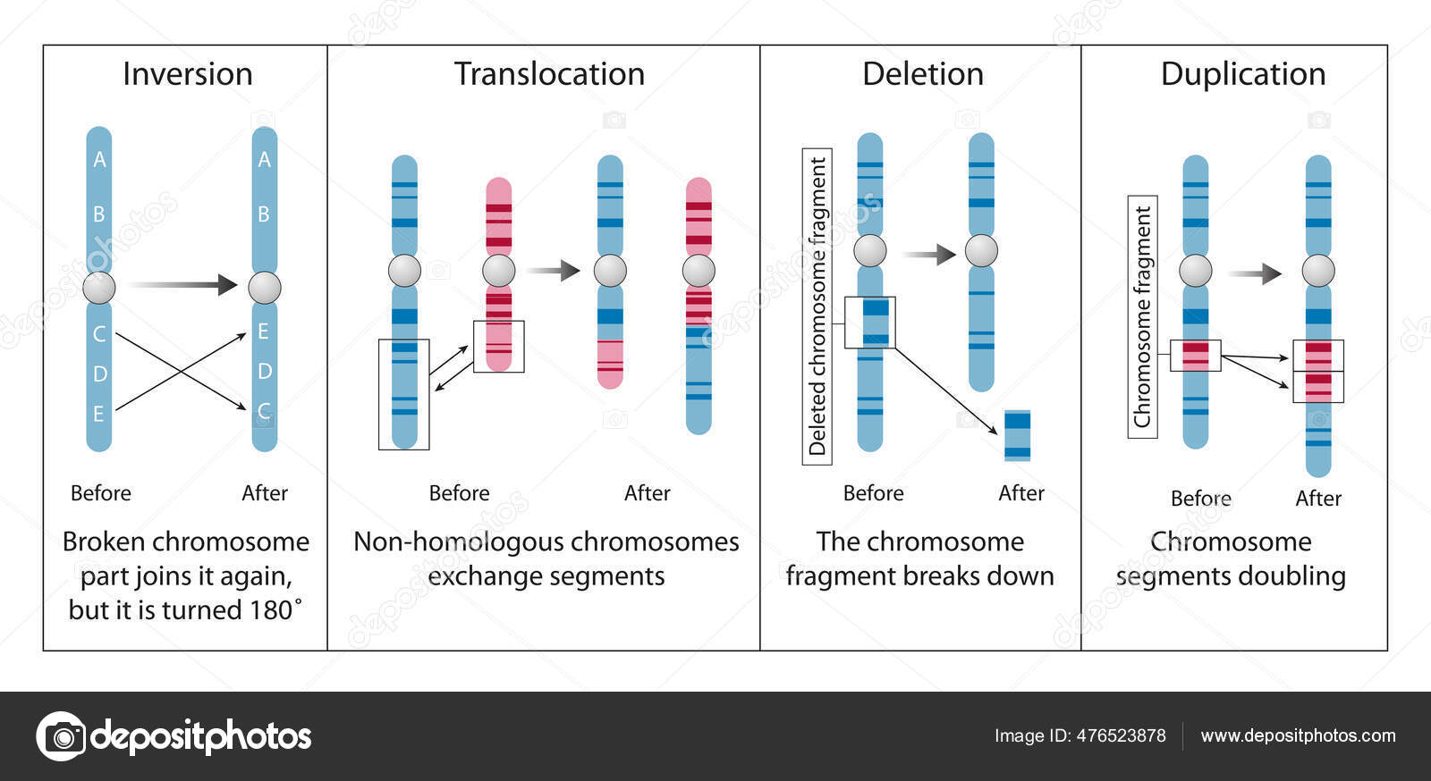 Chromosomal Mutations Deletion