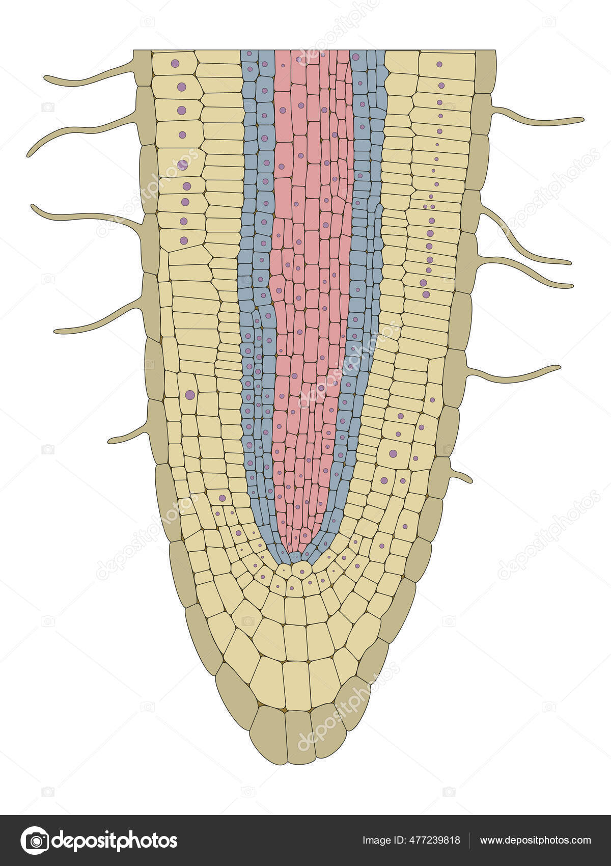 Typical Roots Contain Three Different Sections Zones Meristematic Zone ...