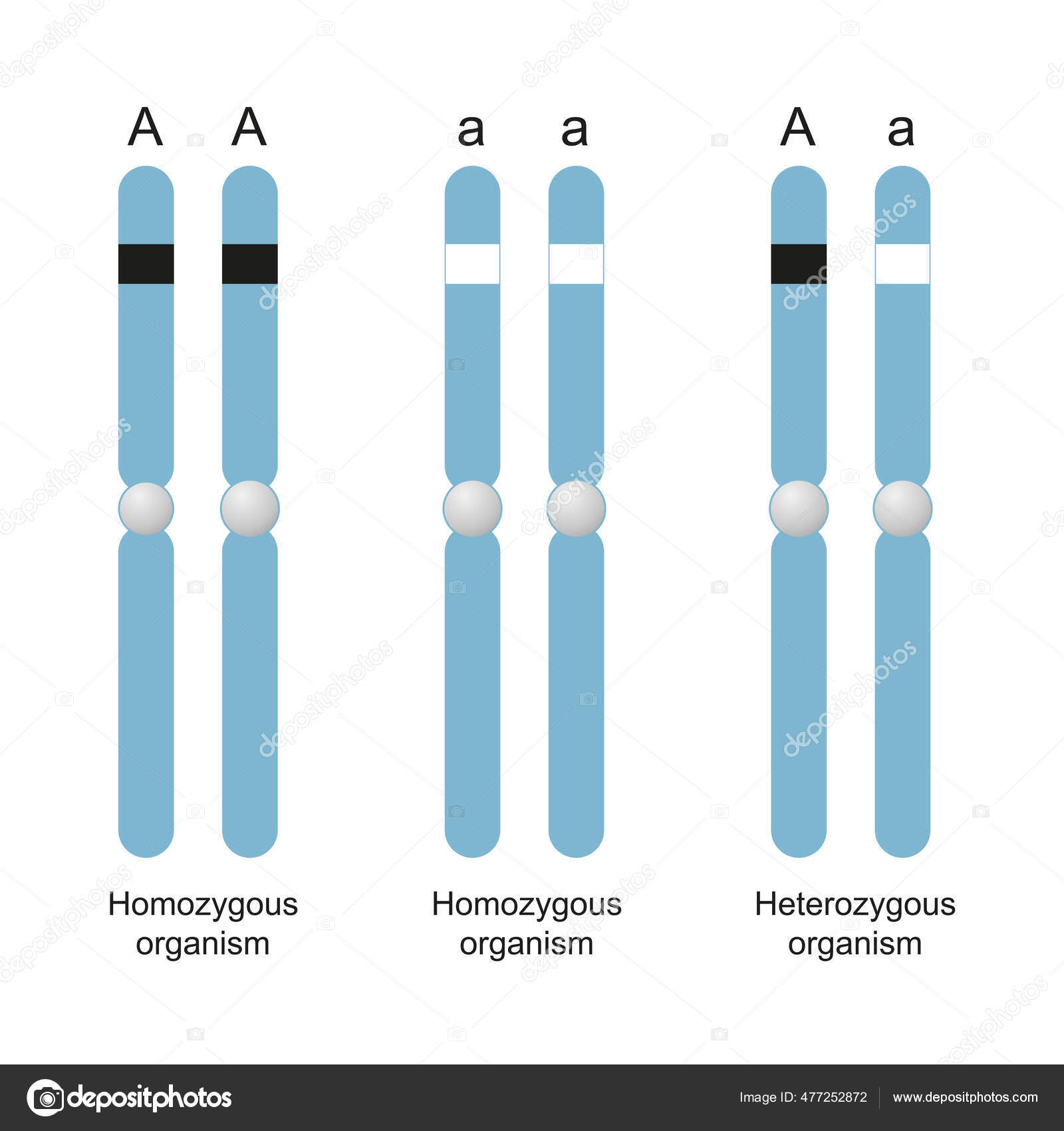 Heterozygous Picture