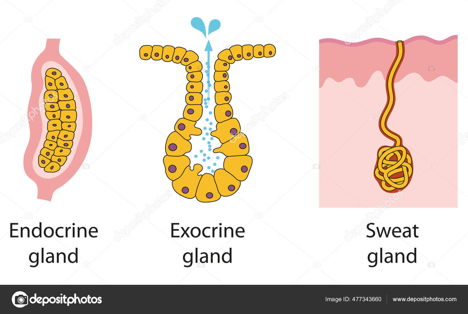 Sudoriferous Glands | ppgbbe.intranet.biologia.ufrj.br