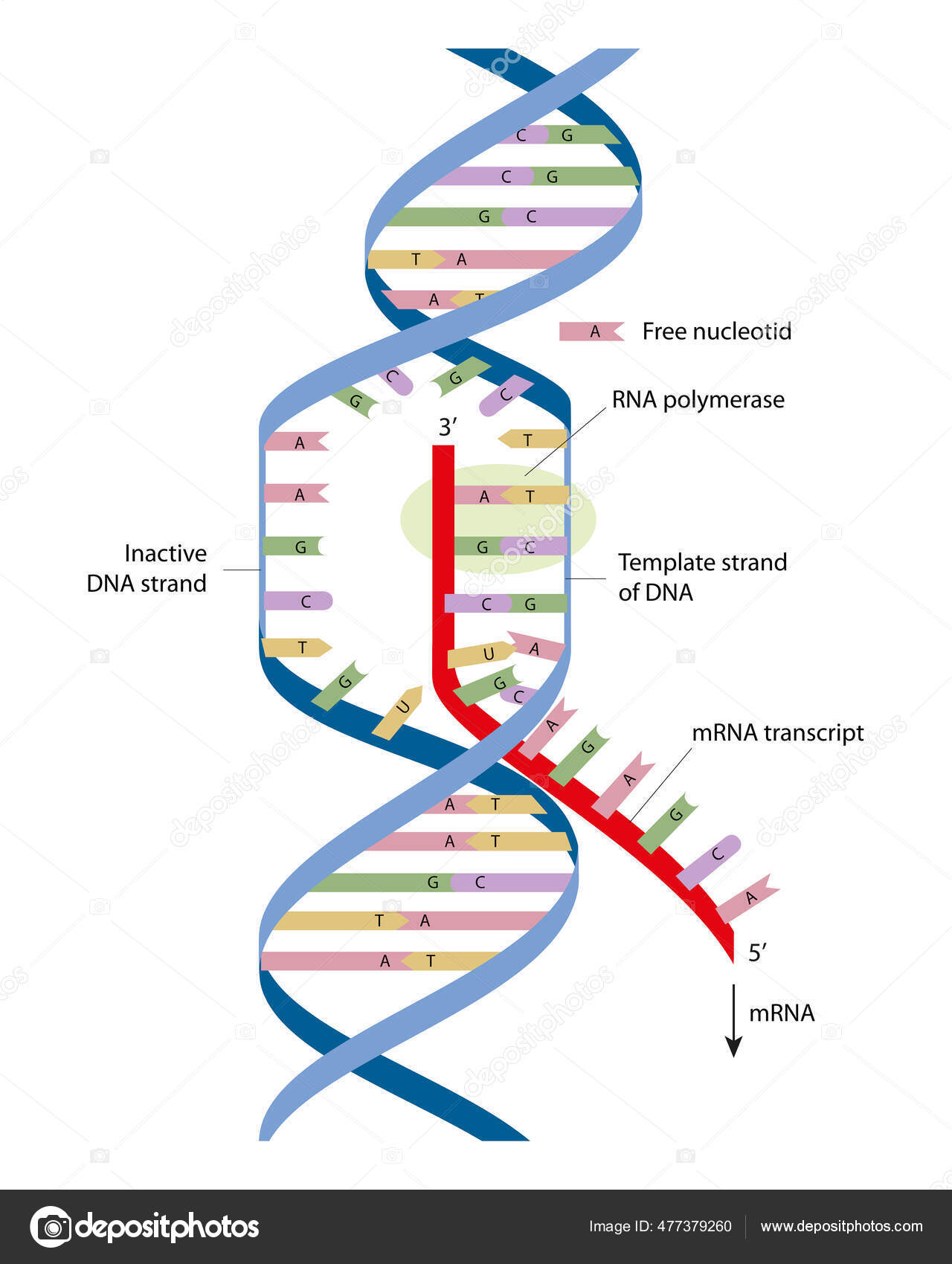 Simple Diagram Transcription Elongation Transcription First Step Gene ...