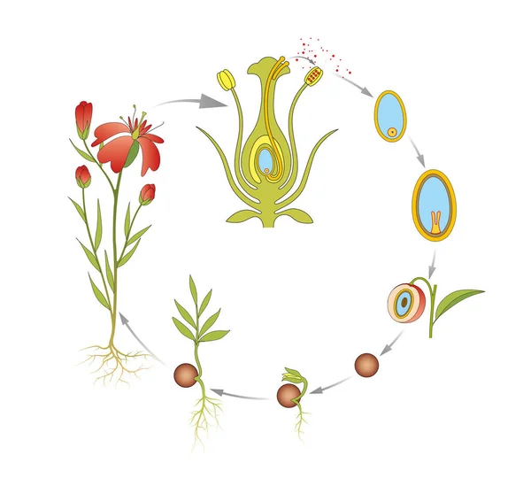 Diagram Life Cycle Flowering Plant Double Fertilization Stock Photo by ©aldonagriskeviciene ...