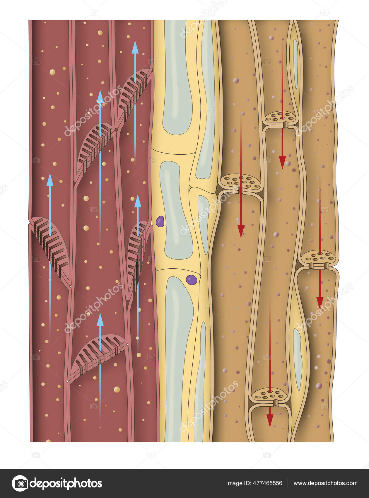 Xylem Tissue And Phloem Tissue