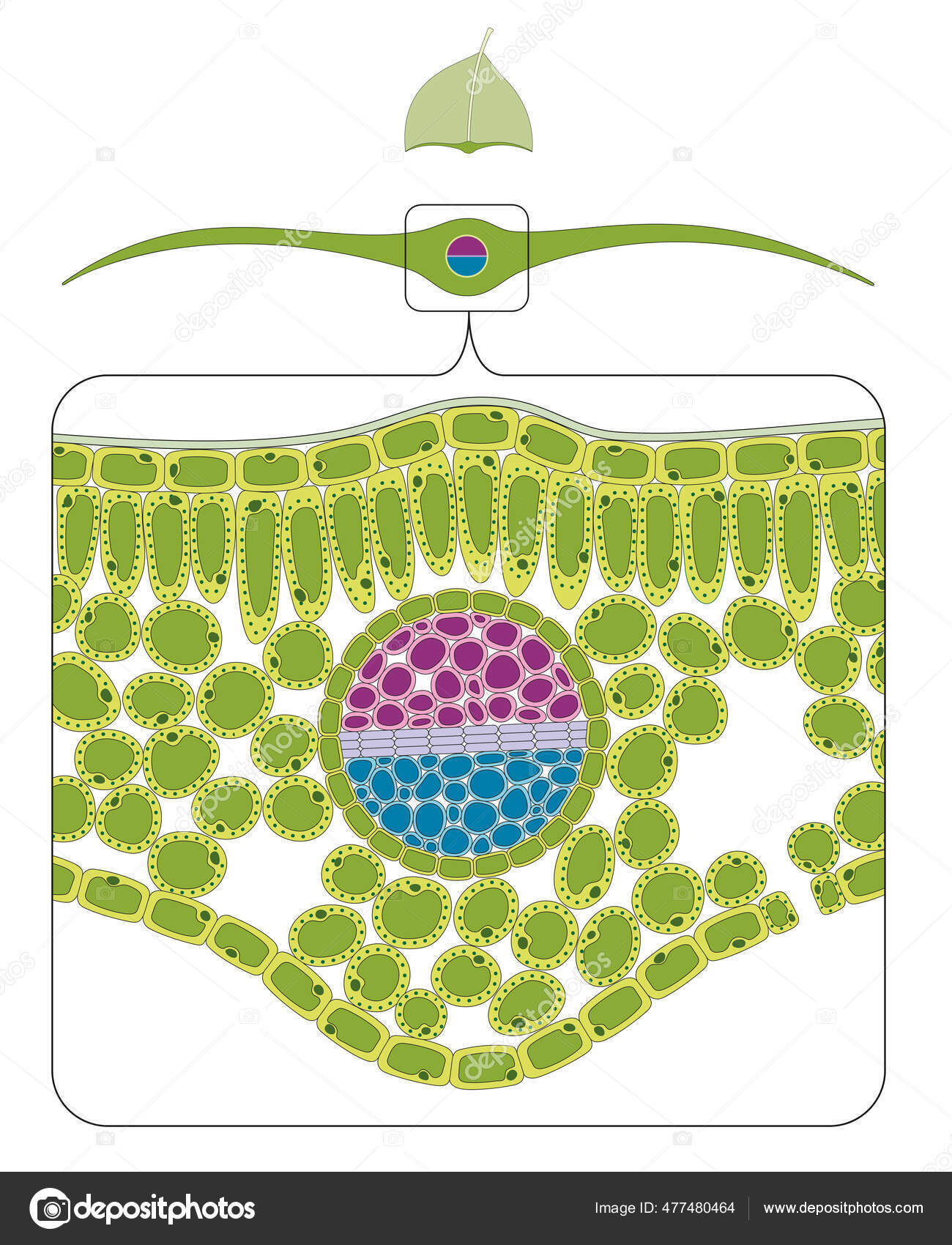 Cross Section Of A Leaf Diagram