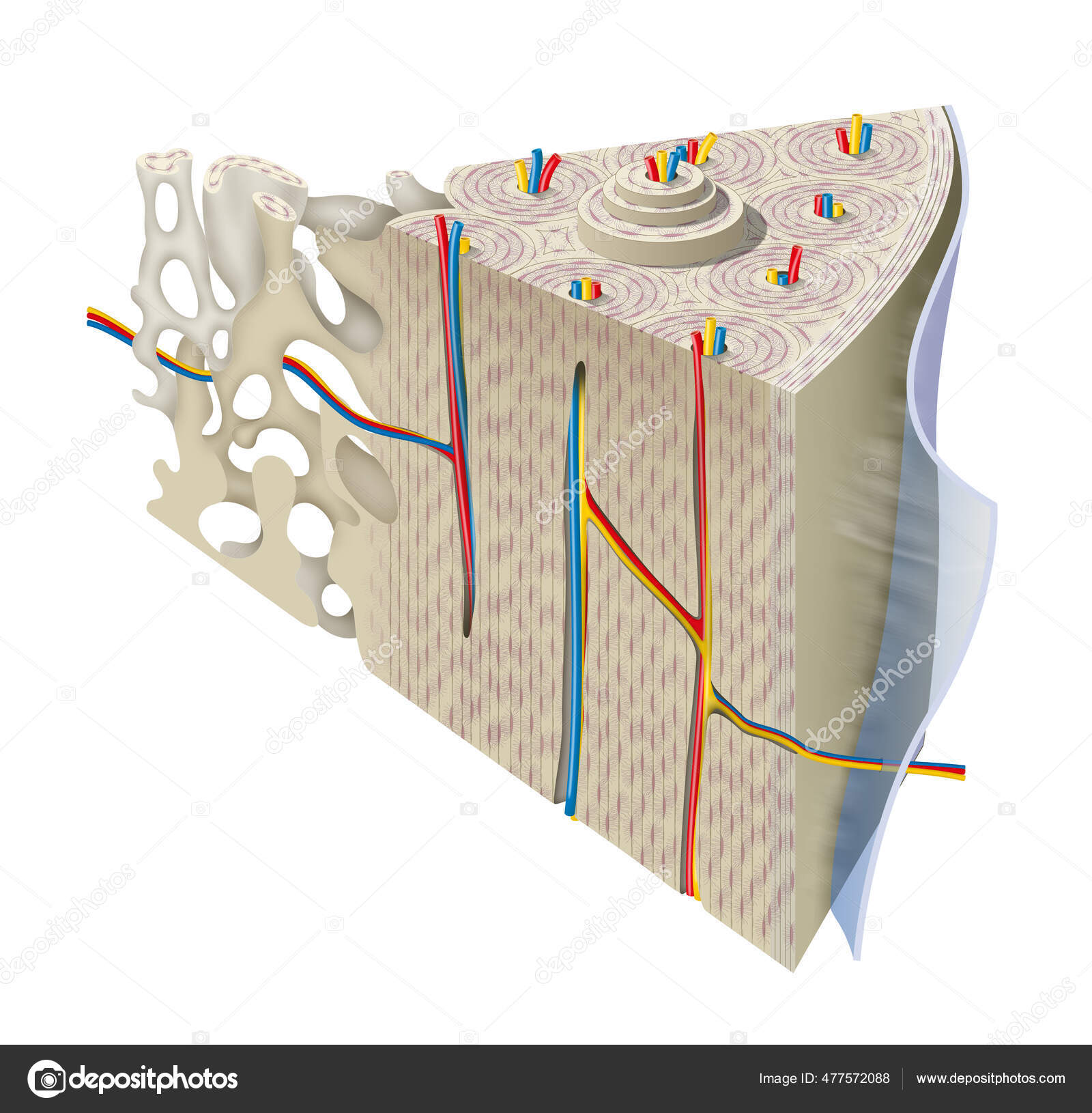 Compact Bone Consists Closely Packed Osteons Haversian Systems Stock ...