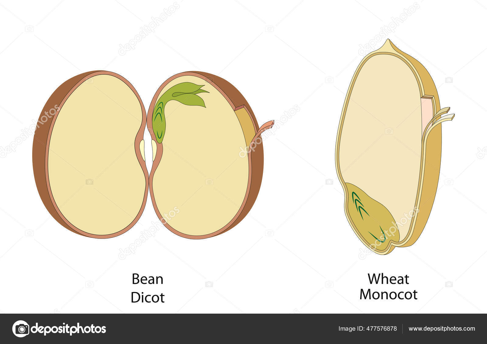 Estructura Semilla Dicots Monocotas: fotografía de stock ...