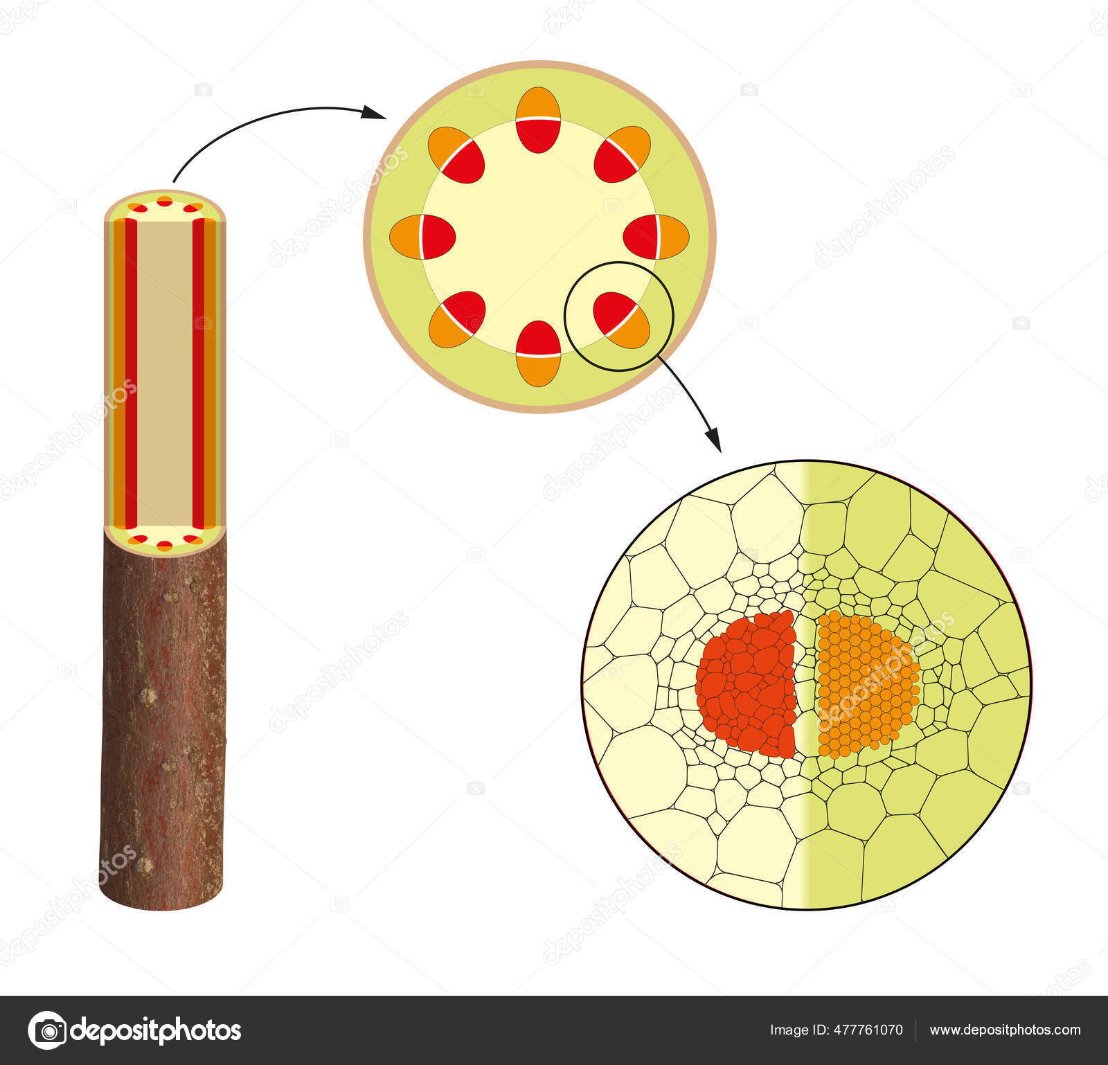 Xylem Phloem Cross Section