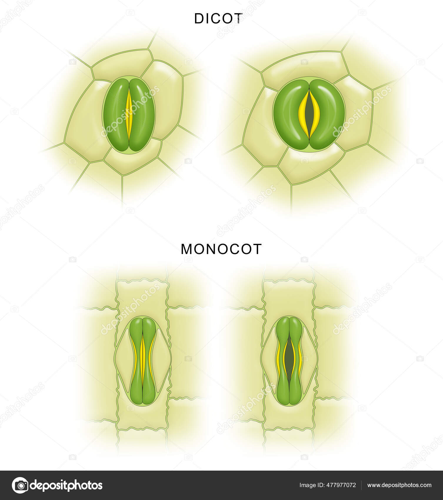 Elenco Piante Monocotiledoni Differenza Tra Stomi Piante