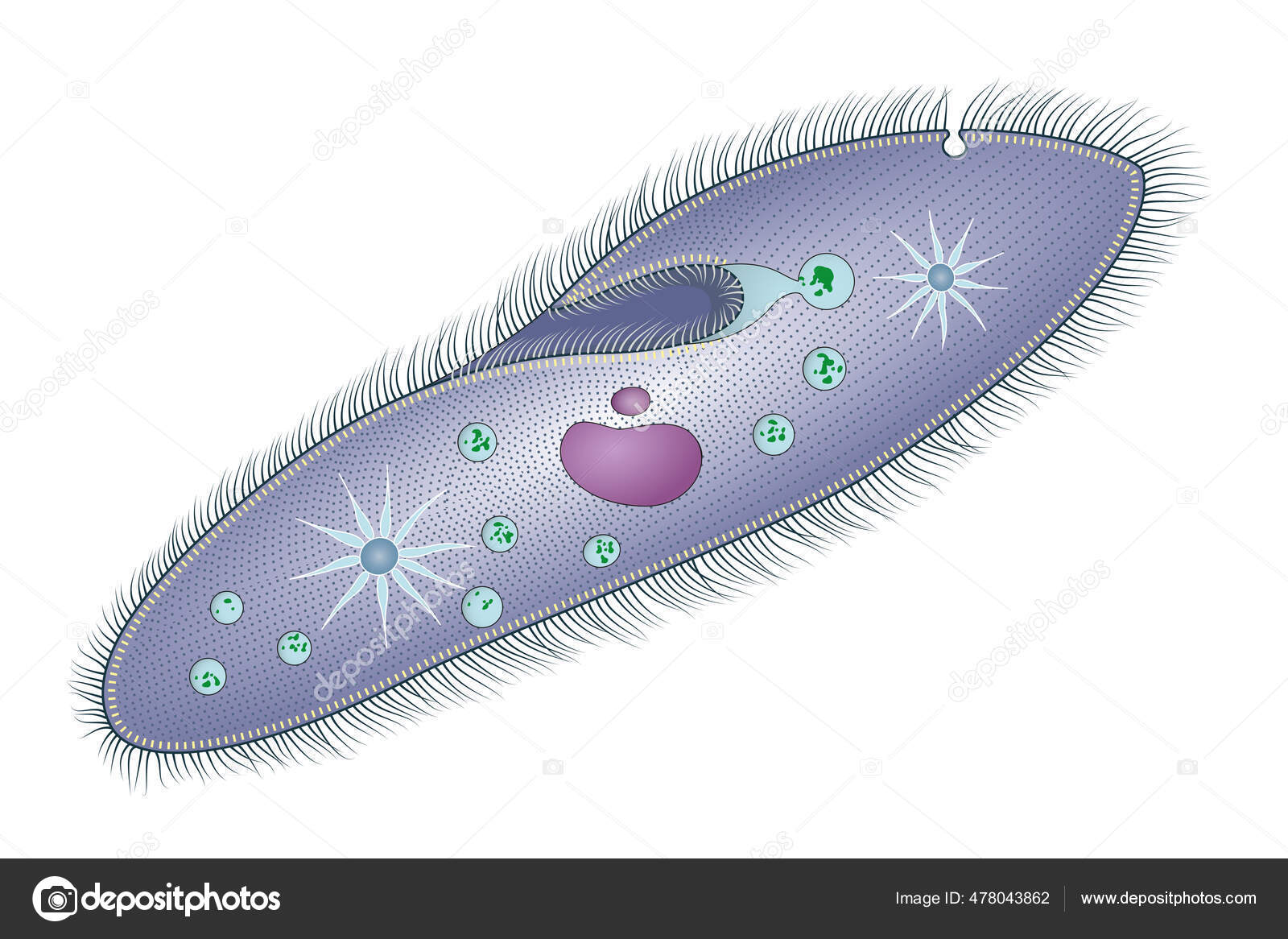 Ciliates