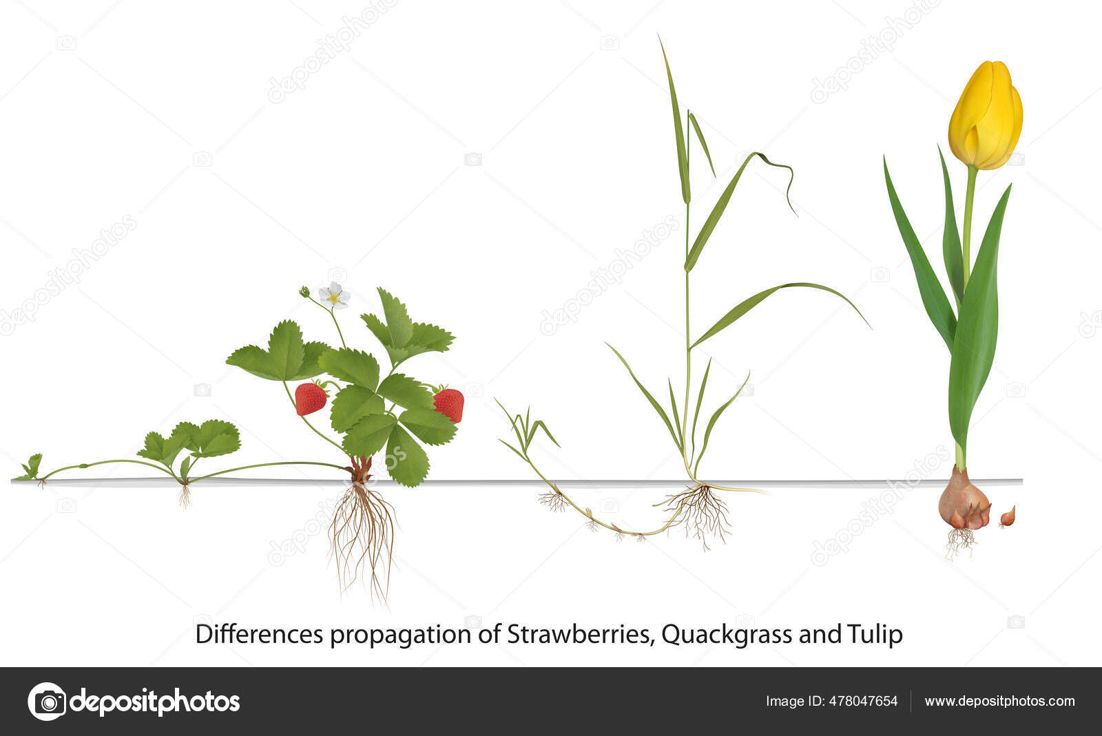 Vegetative Propagation Strawberries