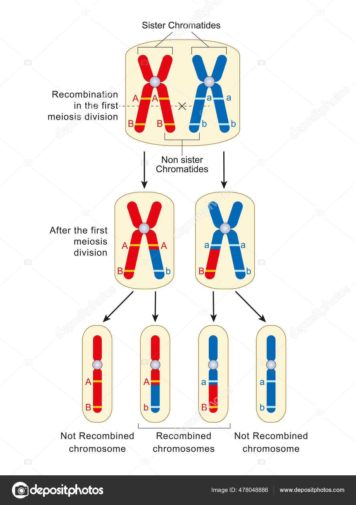 Homologous Pair Chromosomes Chromosomes Different Gametes Meiosis ... Homologous Pair Chromosomes Chromosomes Different Gametes Meiosis ...