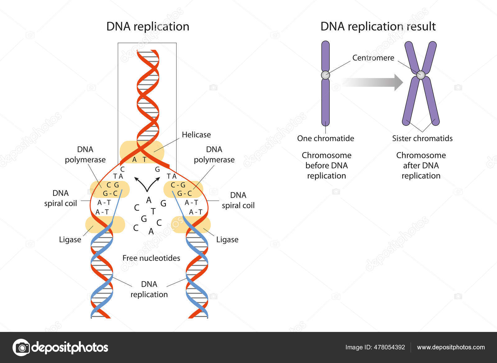 Dna Replication Biological Process Producing Two Identical Replicas Dna ...