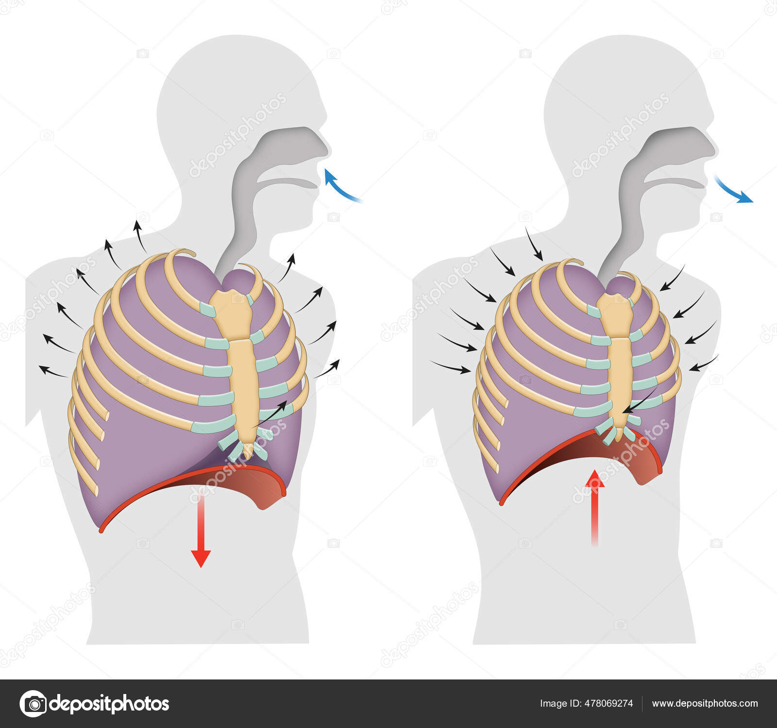Cycle Breathing Inspiration Expiration Stock Illustration by ...