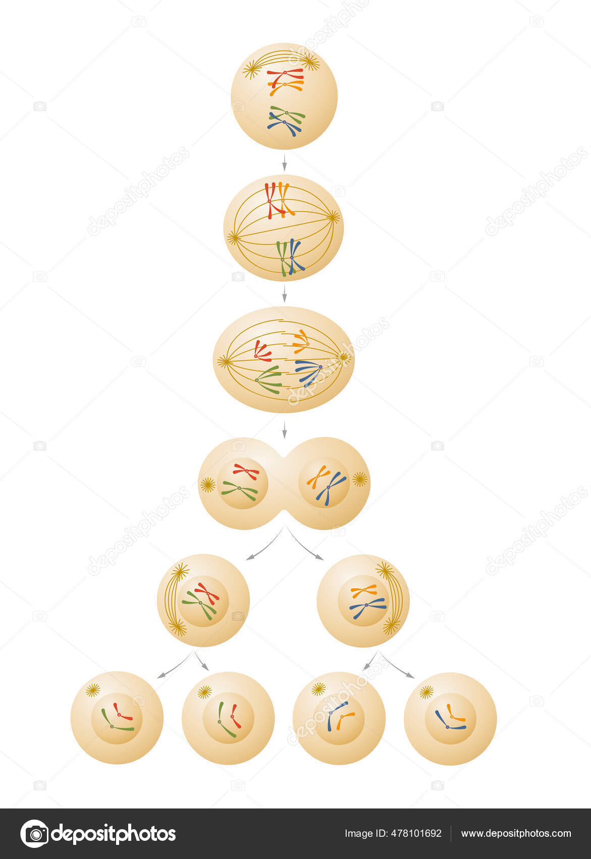 Meiosis Cell Division Illustration Stock Photo by ©aldonagriskeviciene ... Meiosis Cell Division Illustration Stock Photo by ©aldonagriskeviciene ...