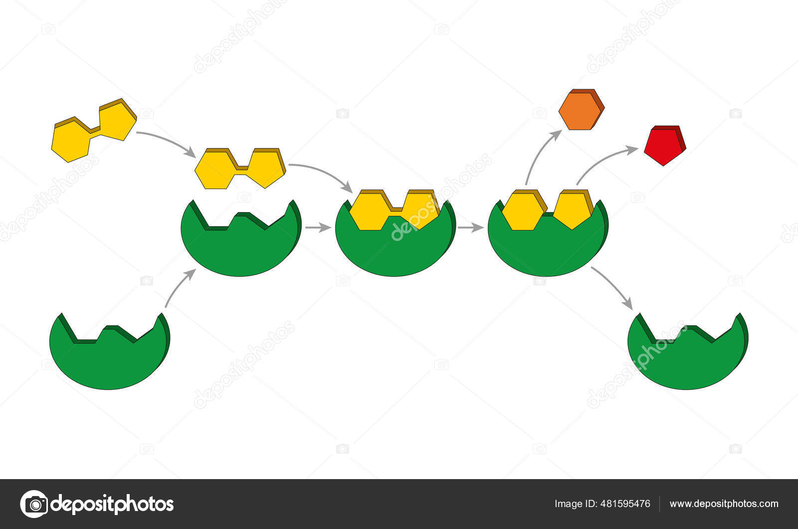 Enzymes Lock And Key