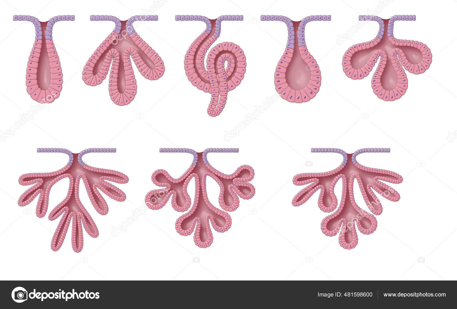 Exocrine Glands Have Two Structural Classifications Unicellular One ...