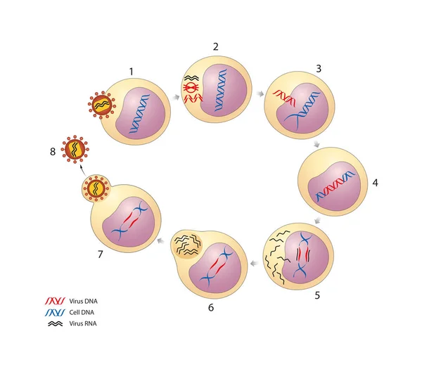Meiose 8 Stadier Meiose Model