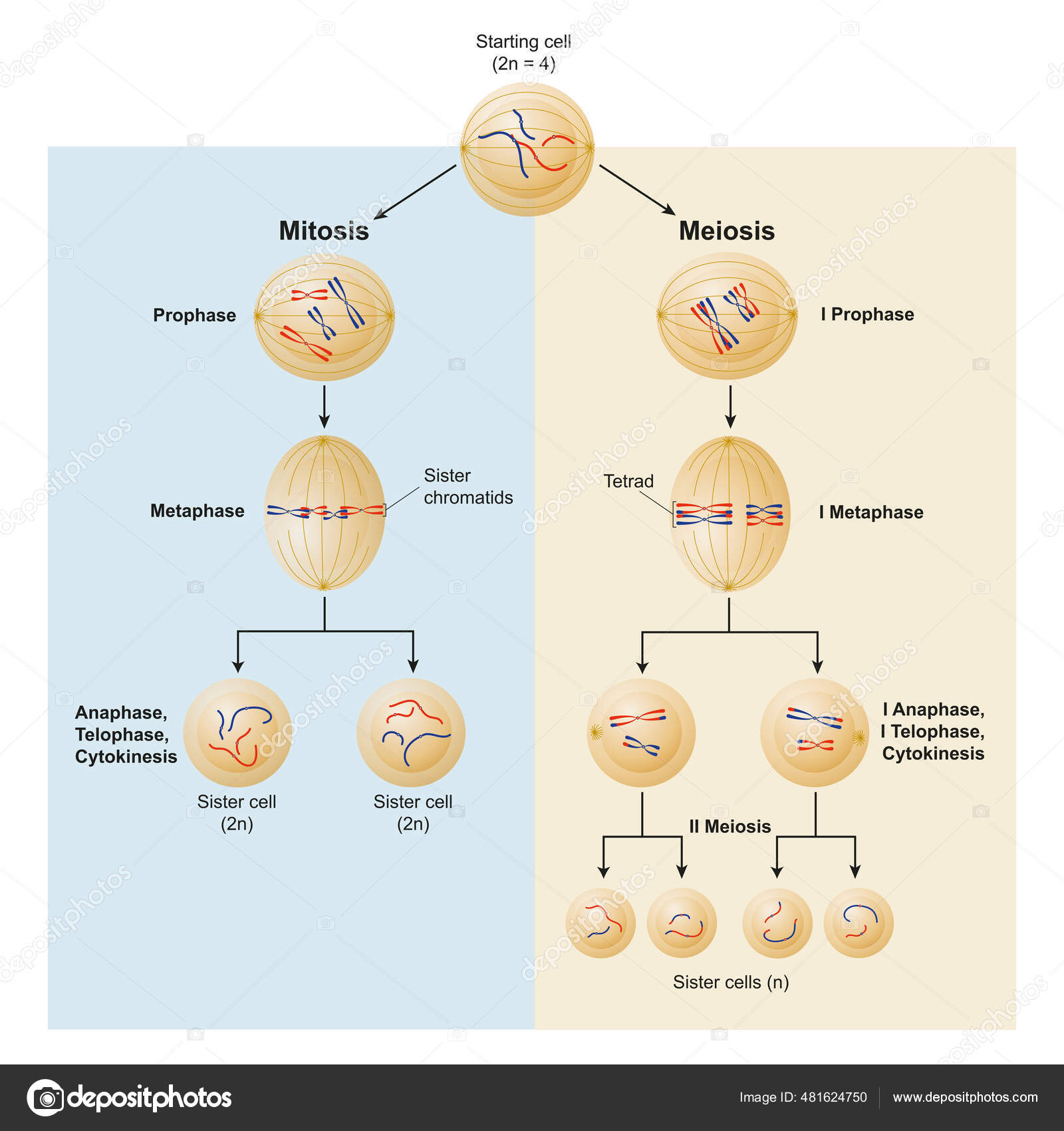 Mitose Og Meiose Biologi Tjek Opgaver Om Meiose Og Mitose