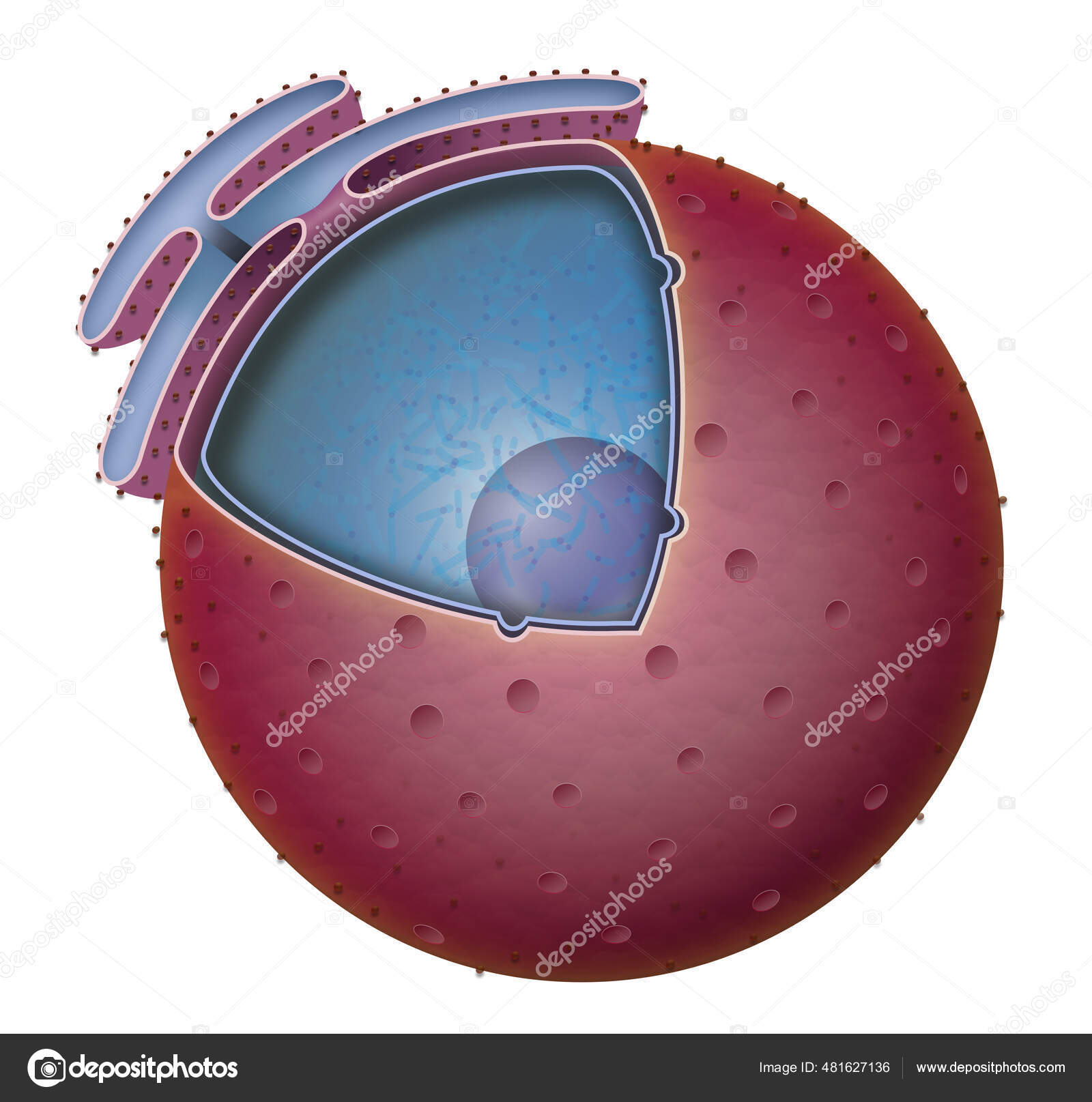Structure Nucleus Rough Endoplasmic Reticulum — Stock Photo ...