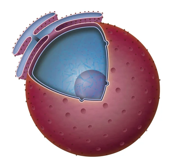 Tekening Van Ruw Endoplasmatisch Reticulum Cellen En Organellen