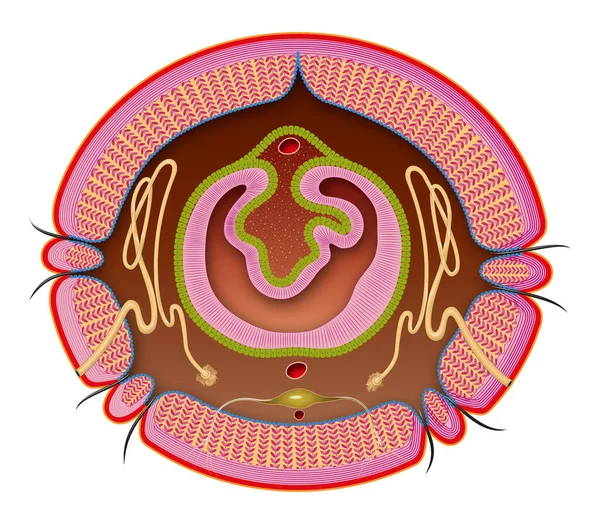 Hirudinea Cross Section