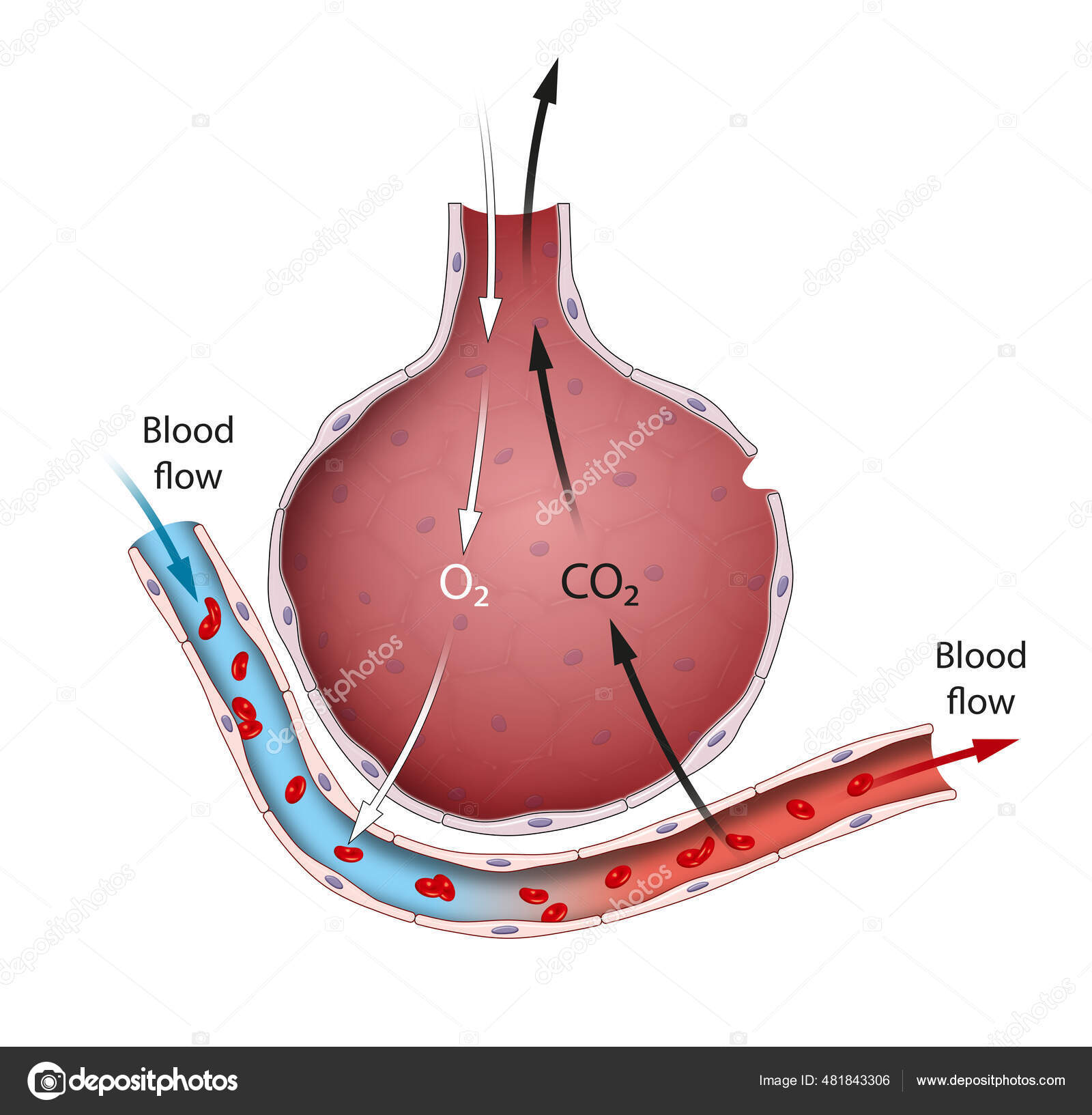 Alveoli Important Part Respiratory System Whose Function Exchange ...