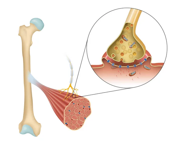 Bone marrow anatomy Stock Photos, Royalty Free Bone marrow anatomy ...