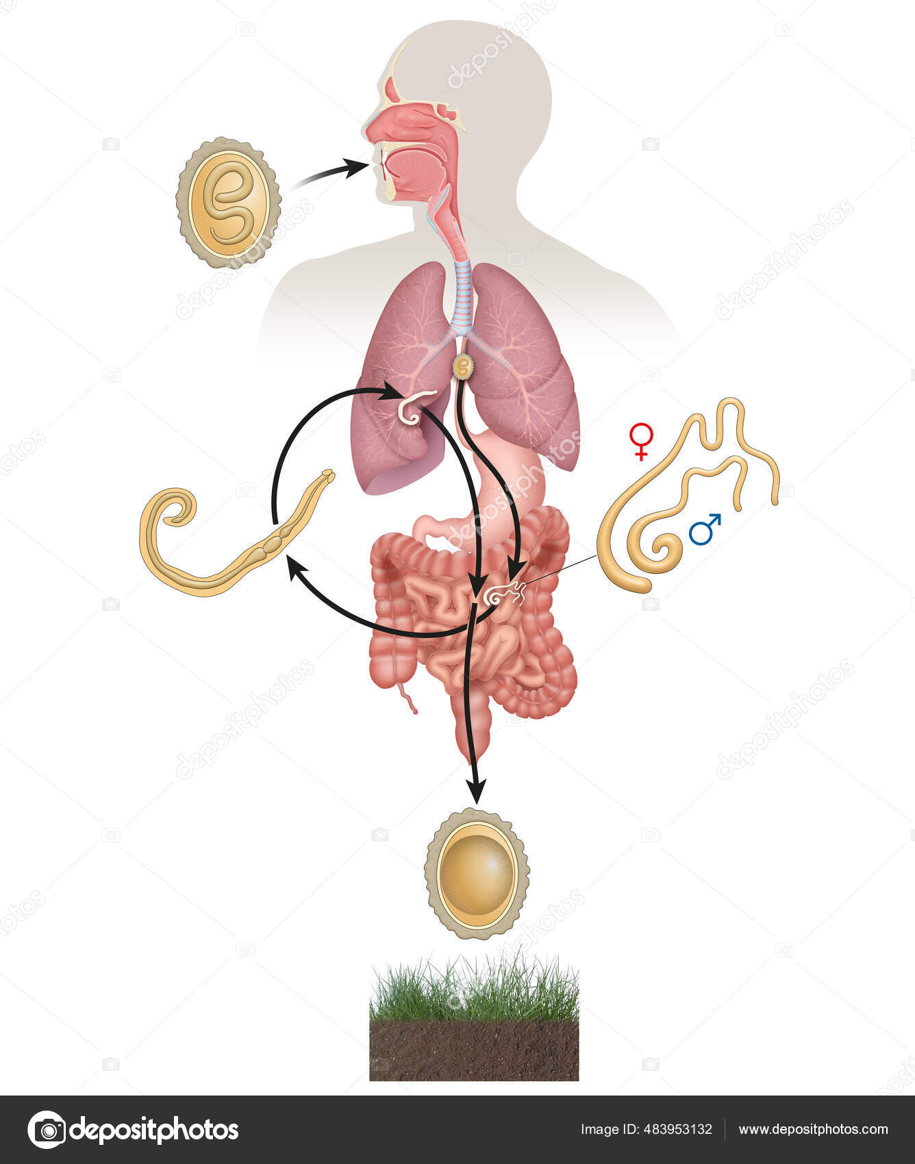 Ciclo Vida Dos Ascaris Lumbricoides Ascaris Lumbricoides Verme Redondo ...